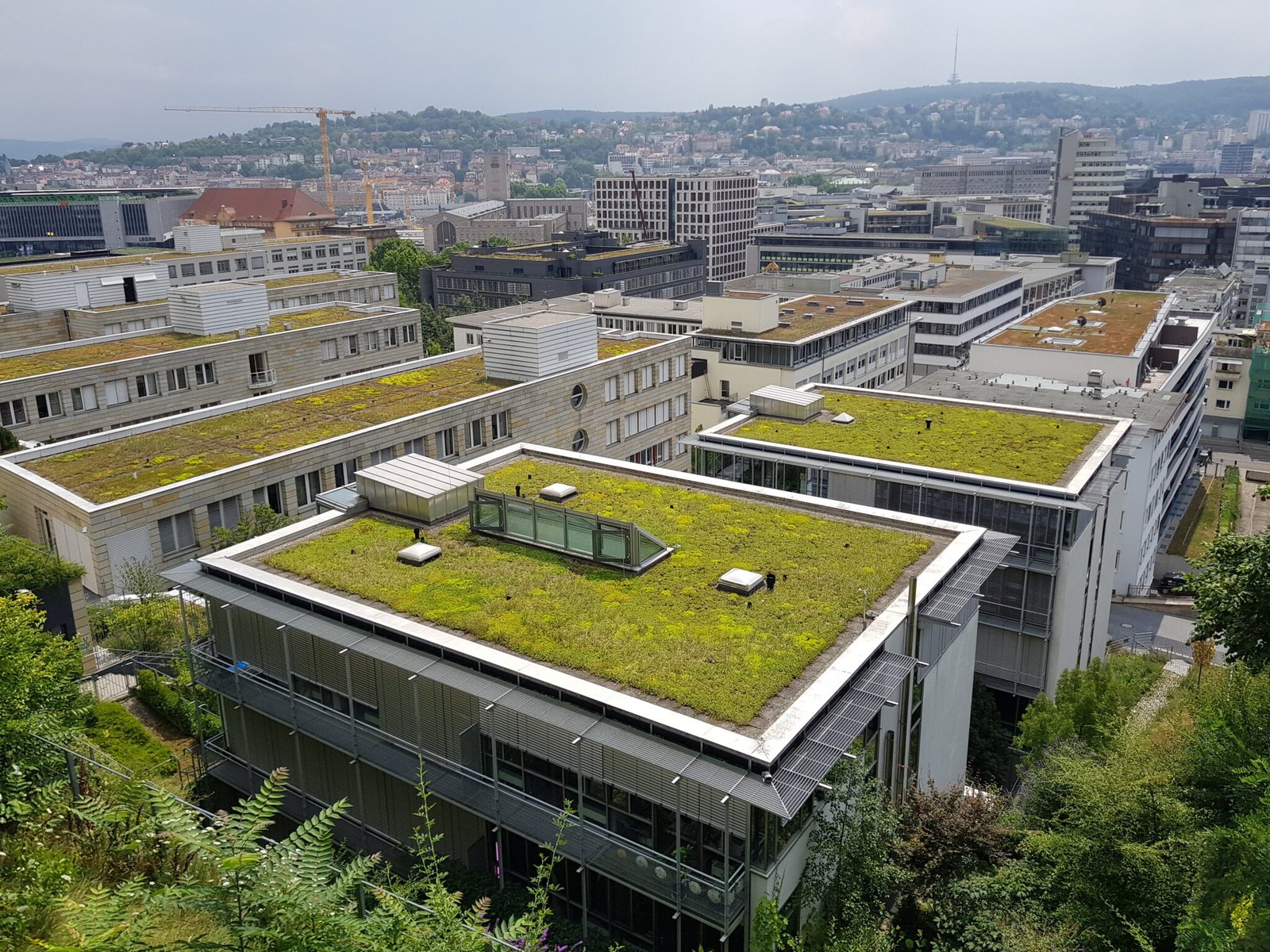 Green roof: Pros, cons and cost